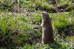SOPA Images - Gallery - Gophers in the Kabardino-Balkarian Republic ...