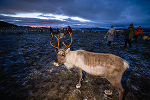 SOPA Images - Gallery - Sami Reindeer Farm in Solheim, Norway