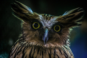 SOPA Images - Gallery - Sumatran Owl in Medan, Indonesia