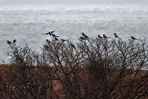 SOPA Images - Gallery - Birds in Marseille, France