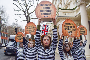 SOPA Images - 图库 - PETA protest against monkey exploitation in Thailand ...