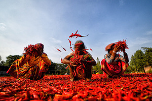 SOPA Images - Gallery - Red chilli processing in Raiganj, India