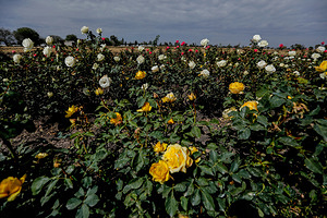 SOPA Images - Gallery - Rose producers in The Organal, Mexico