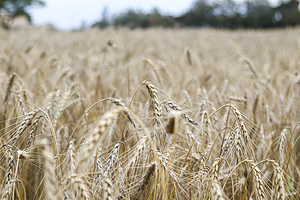 SOPA Images - Gallery - Wheat growing in Nakuru, Kenya